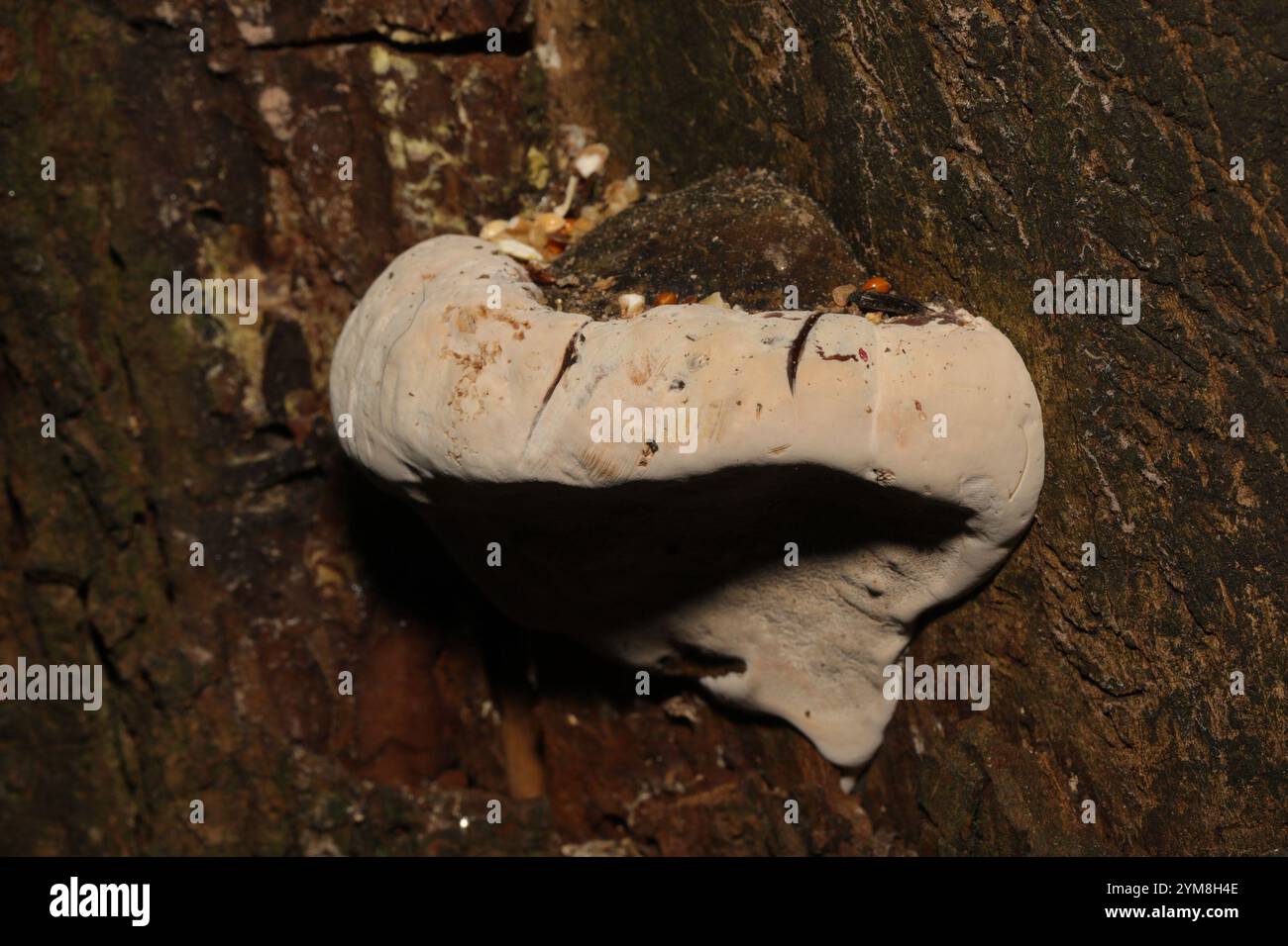 southern bracket (Ganoderma australe Stock Photo - Alamy
