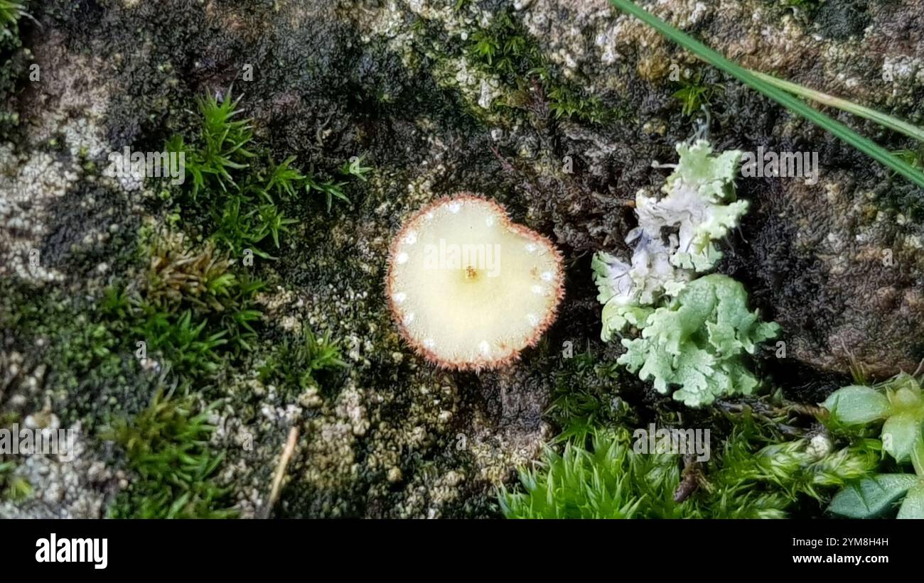 Common Spangle Gall Wasp (Neuroterus quercusbaccarum Stock Photo - Alamy