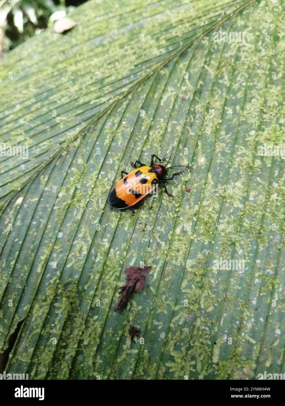 Cucujiform Beetles (Cucujiformia Stock Photo - Alamy