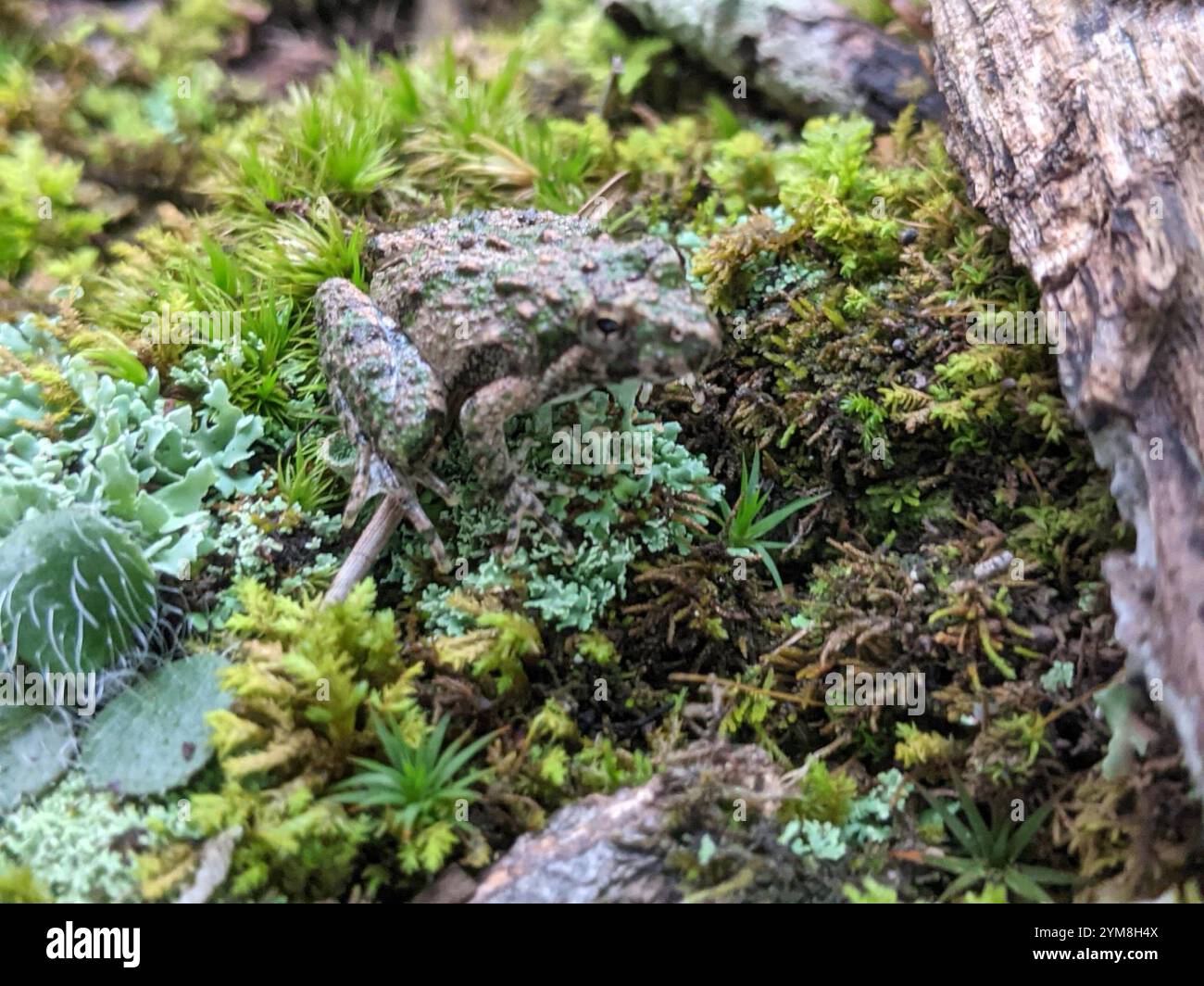 Northern Cricket Frog (Acris crepitans Stock Photo - Alamy