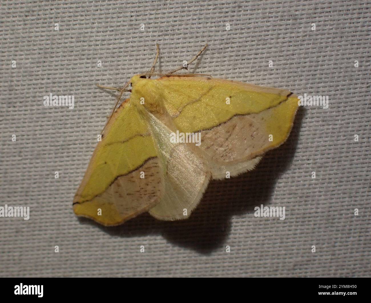 Sharp-lined Yellow (Sicya macularia Stock Photo - Alamy