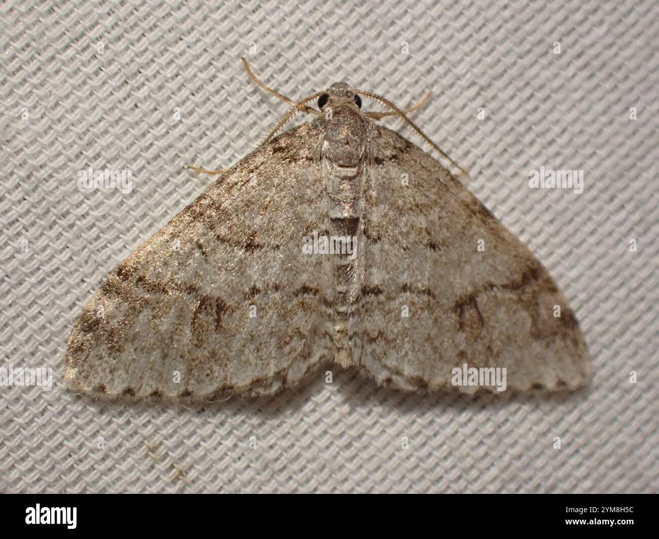 Welsh Wave Moth (Venusia cambrica Stock Photo - Alamy