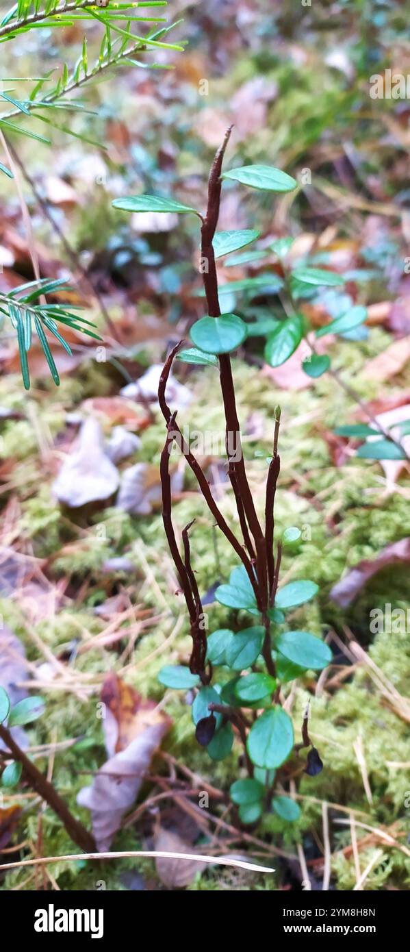 Huckleberry Broom Rust Fungus (Calyptospora columnaris Stock Photo - Alamy