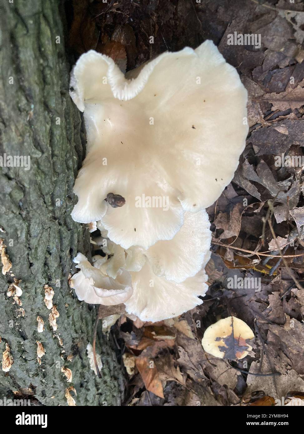 pale oyster (Pleurotus pulmonarius Stock Photo - Alamy
