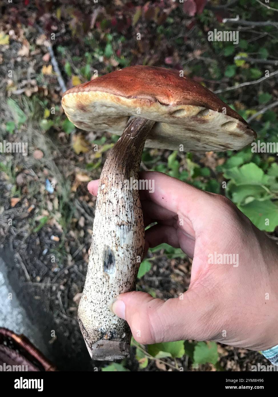 Red-capped Scaber Stalk (Leccinum aurantiacum Stock Photo - Alamy