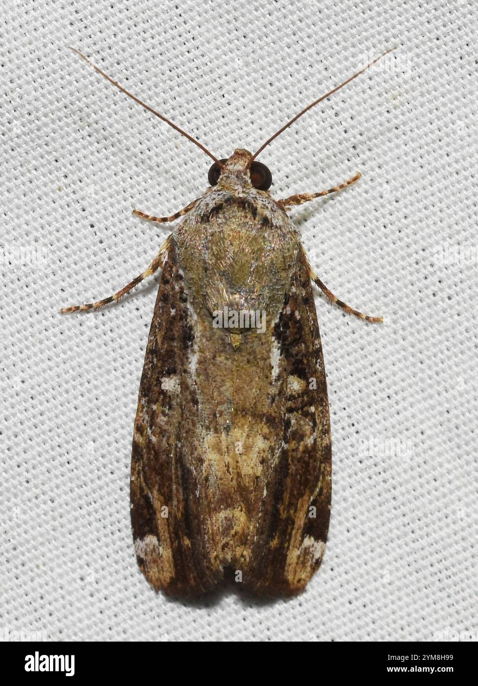 Magusa divaricata hi-res stock photography and images - Alamy