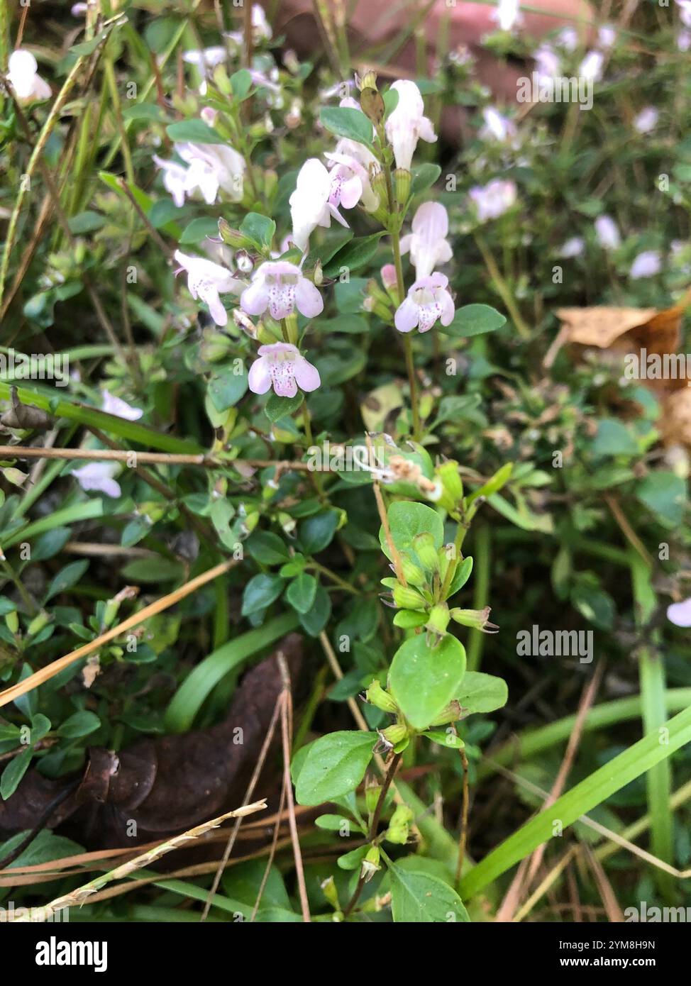 Georgia calamint (Clinopodium carolinianum Stock Photo - Alamy