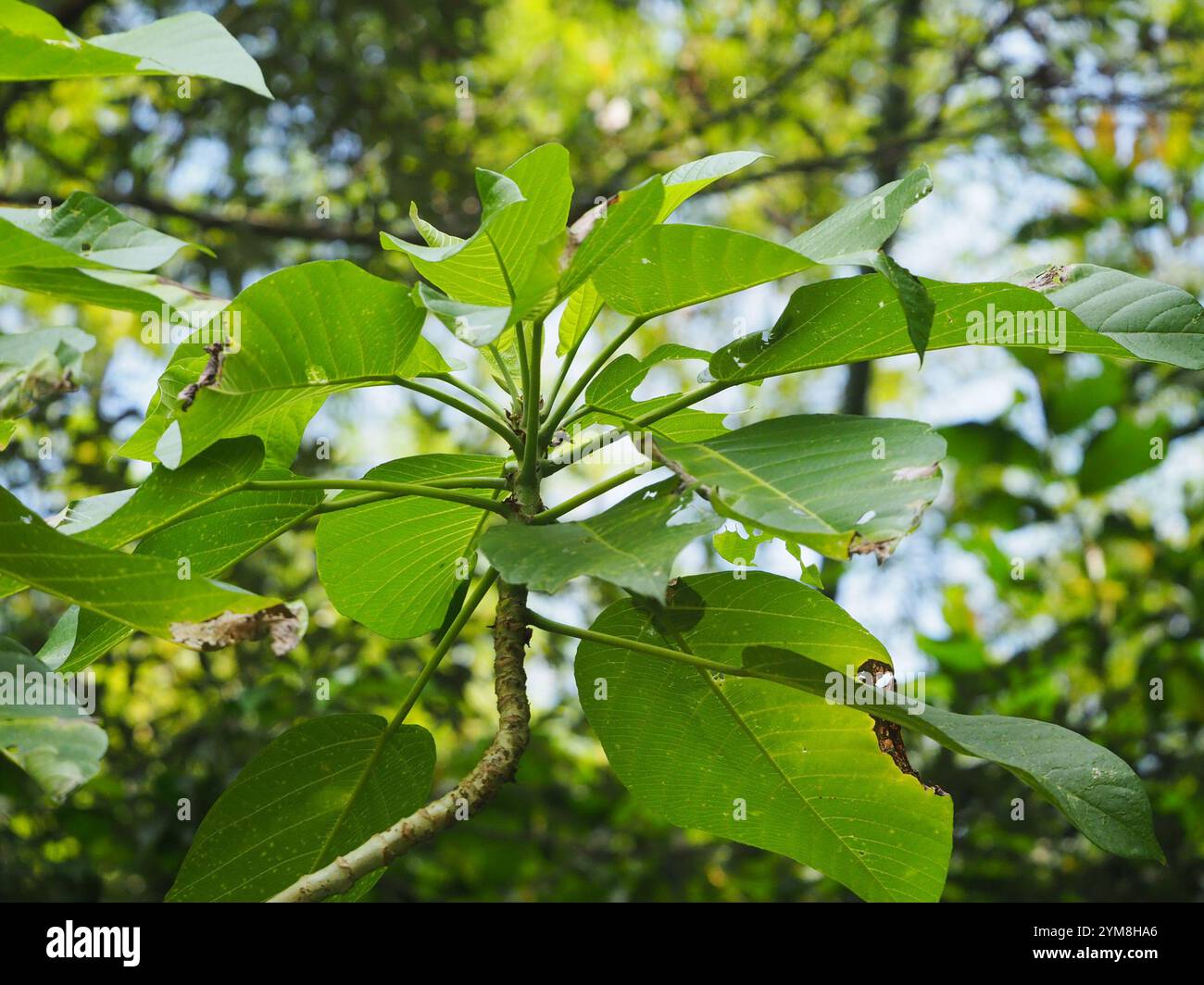 Dendrocnide hi-res stock photography and images - Alamy