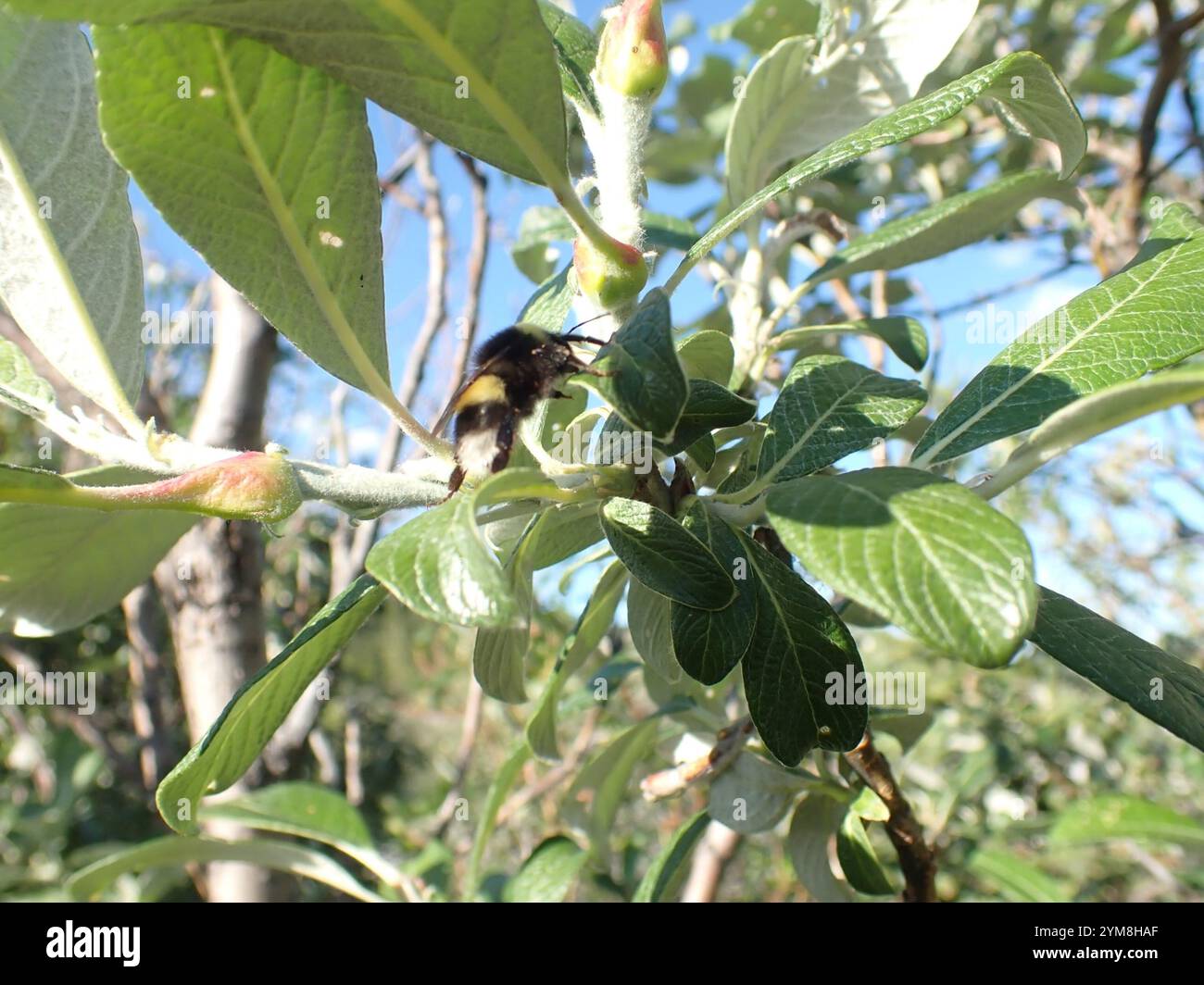 Cryptic Bumble Bee (Bombus cryptarum Stock Photo - Alamy