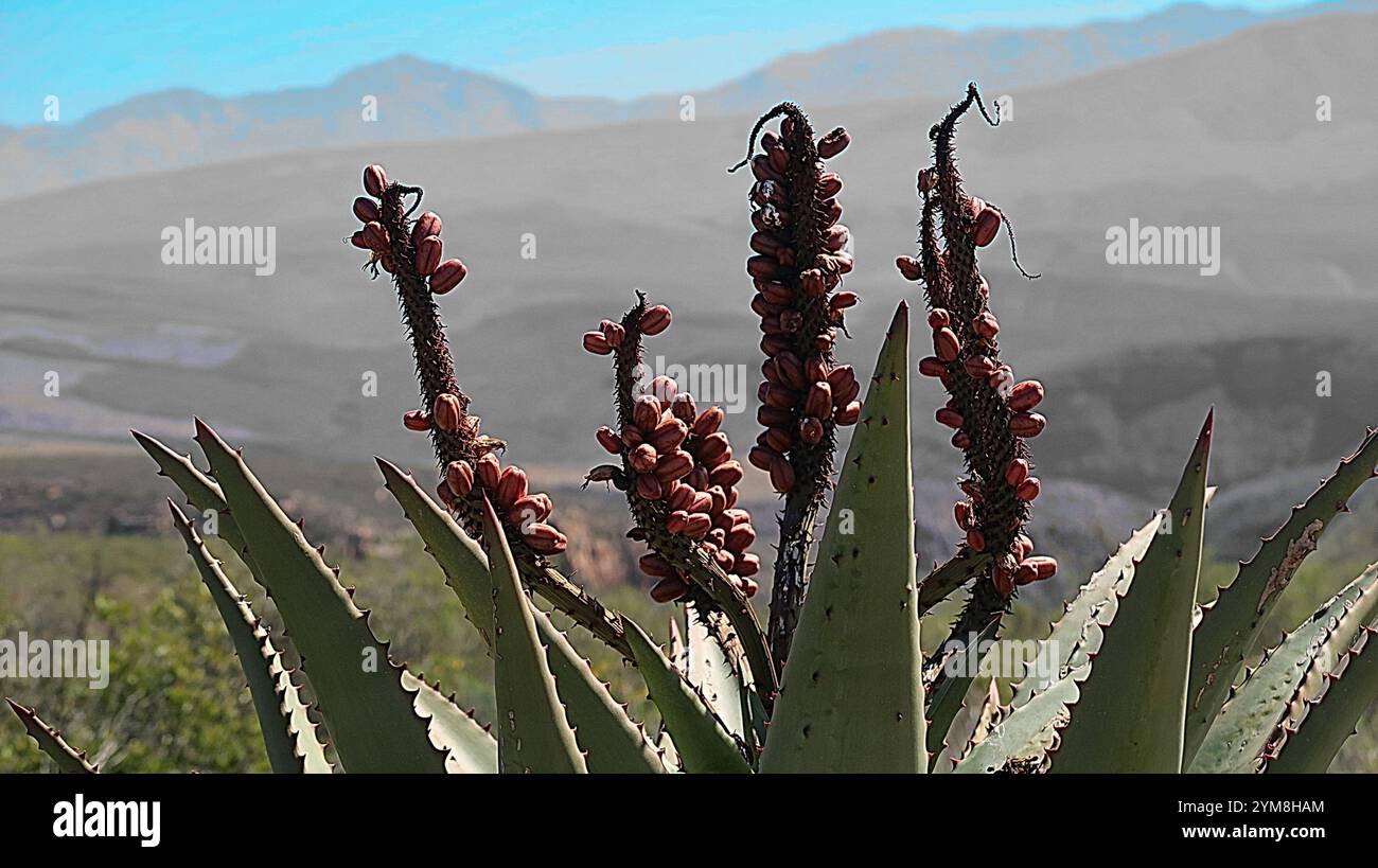 Cape Aloe (Aloe ferox Stock Photo - Alamy