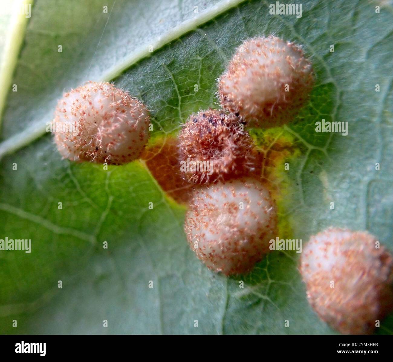 Common Spangle Gall Wasp (Neuroterus quercusbaccarum Stock Photo - Alamy