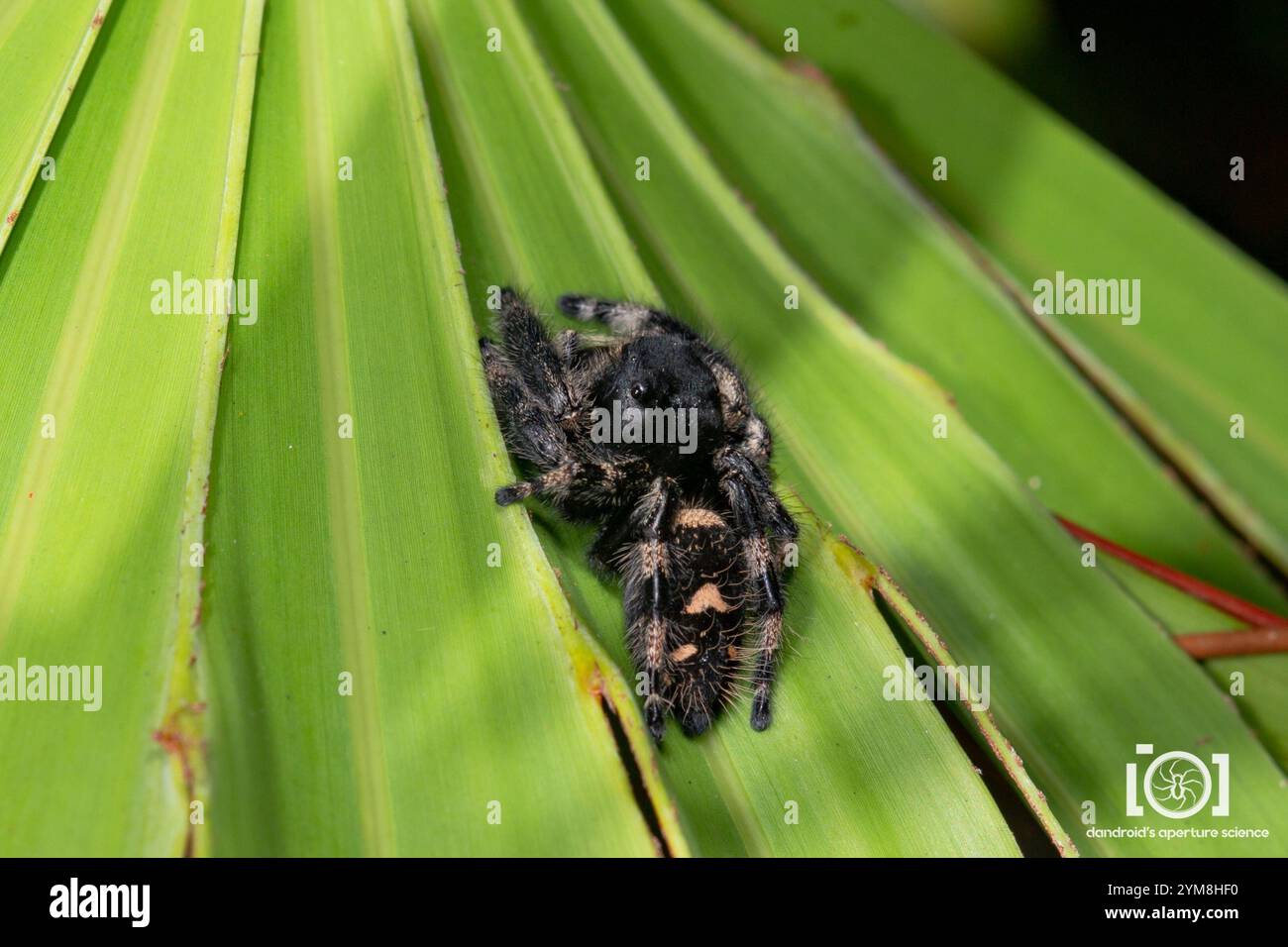 Regal Jumping Spider (Phidippus regius Stock Photo - Alamy