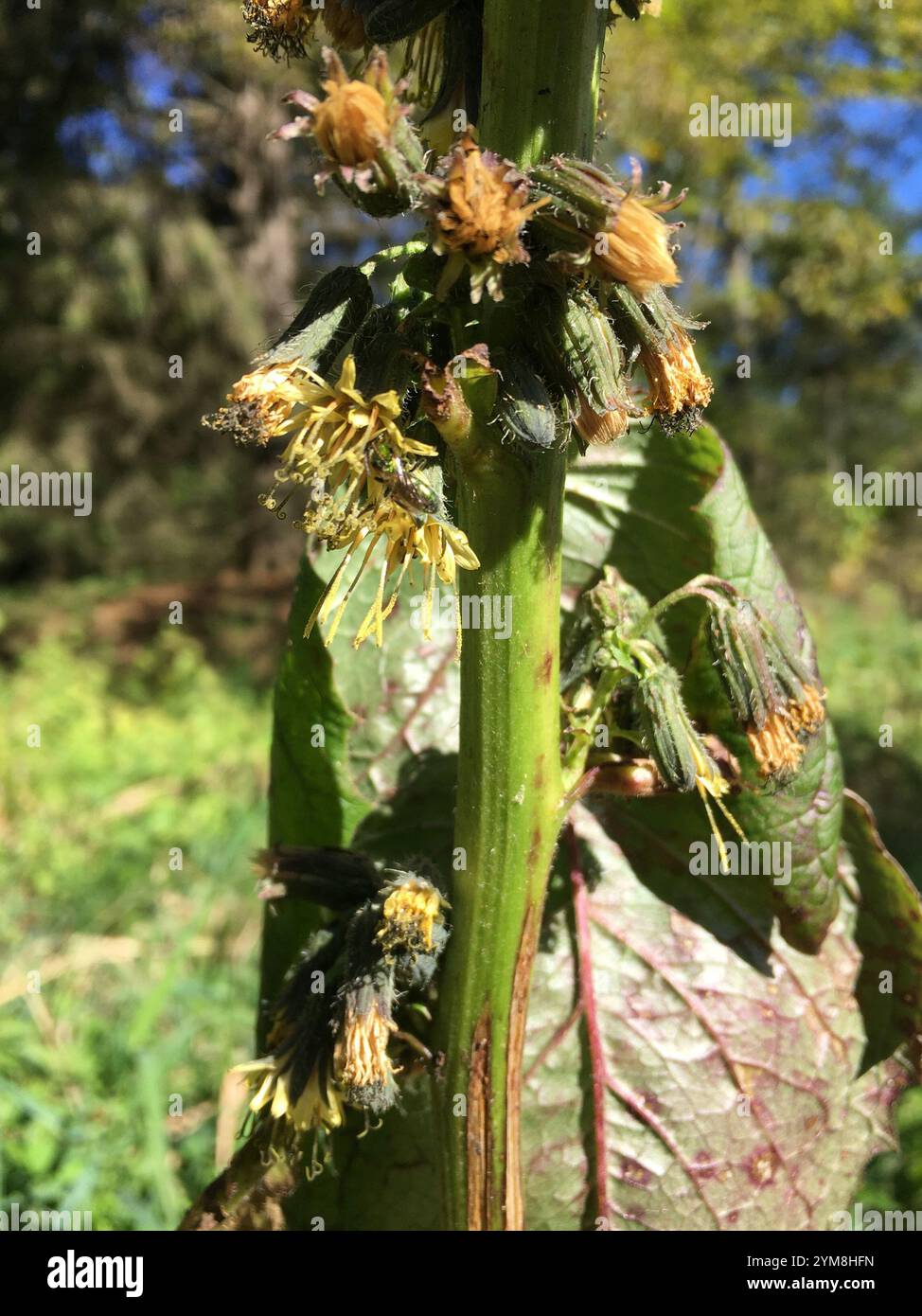 Nabalus crepidineus hi-res stock photography and images - Alamy