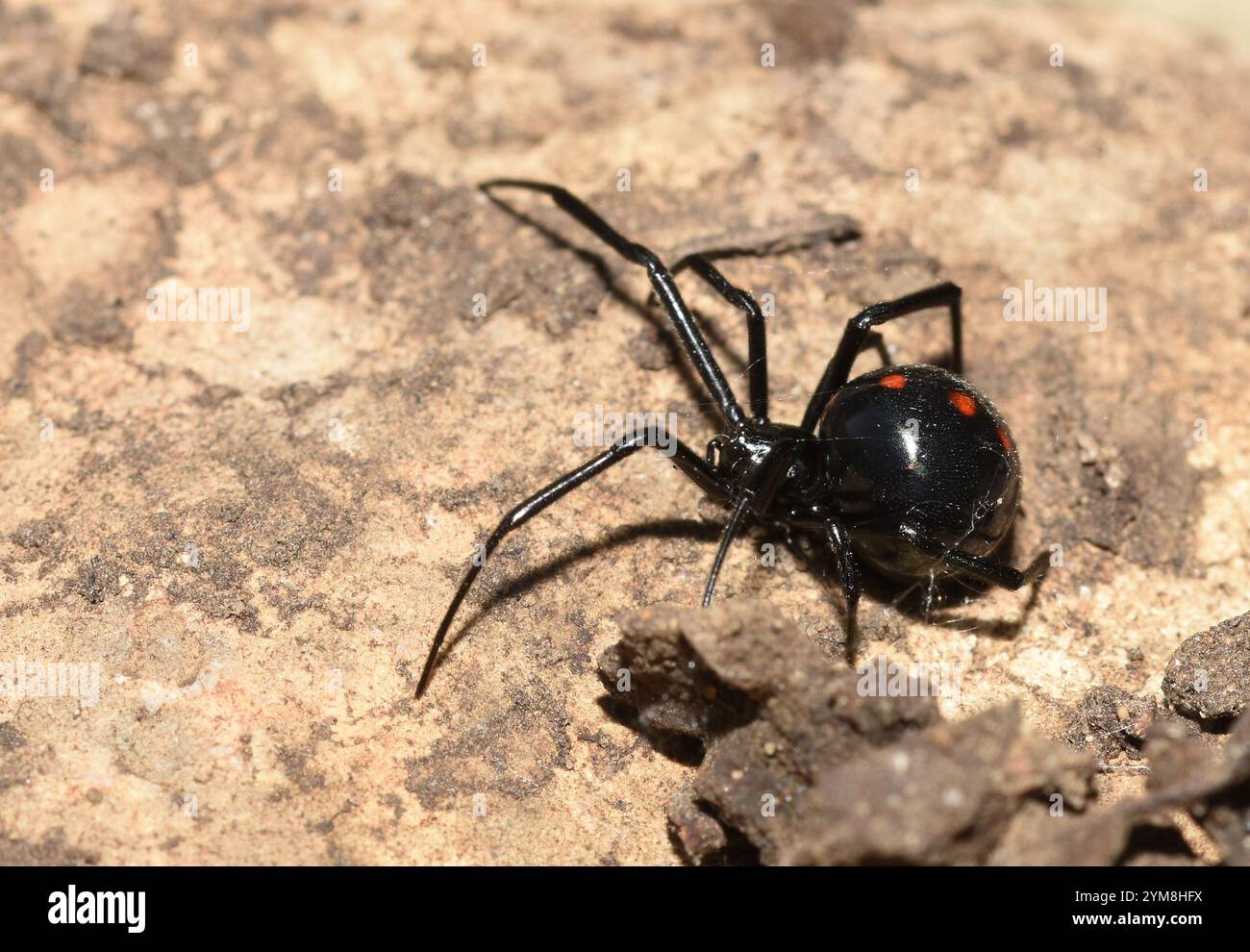 Southern Black Widow (Latrodectus mactans Stock Photo - Alamy