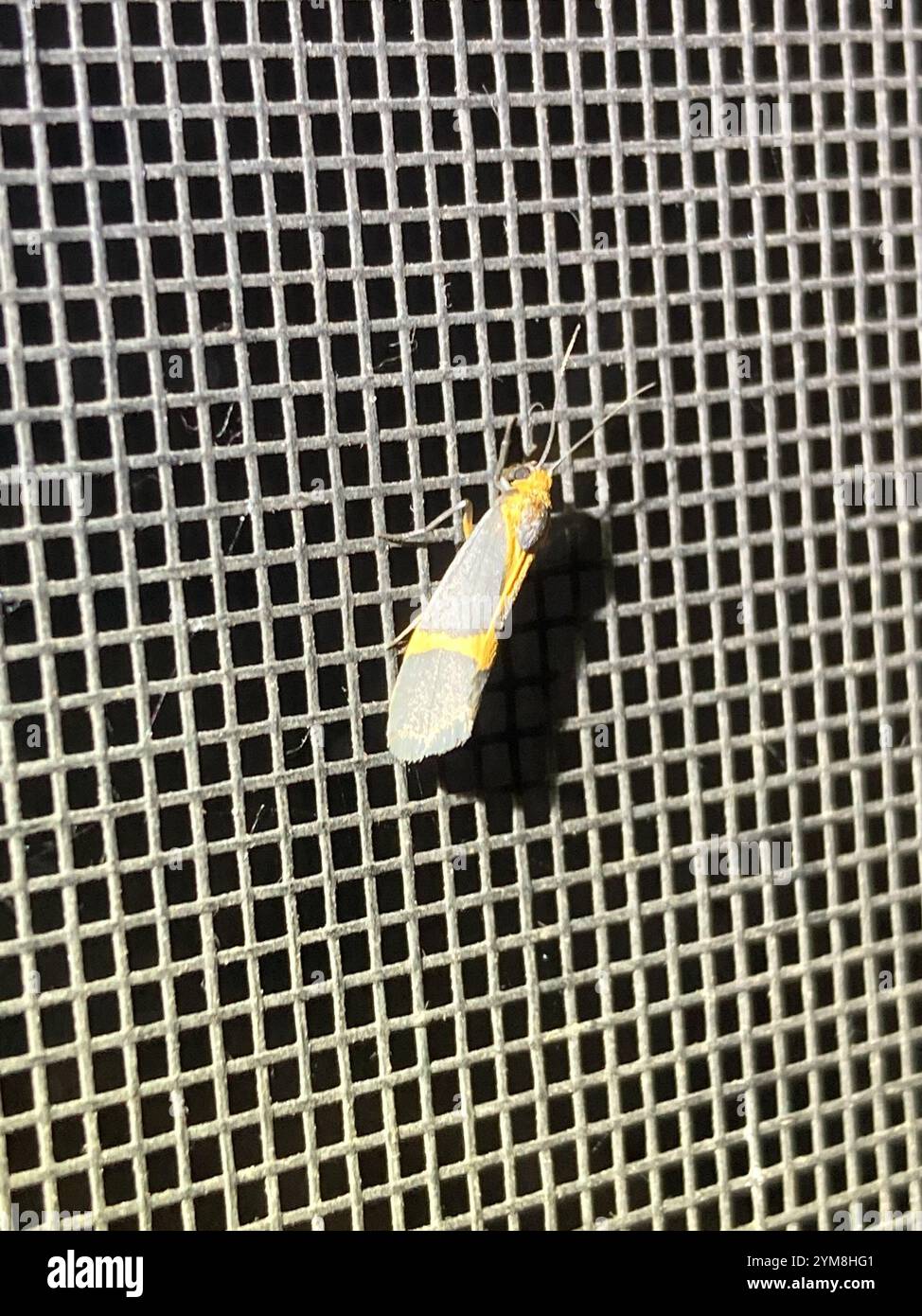 Thin-banded Lichen Moth (Cisthene tenuifascia Stock Photo - Alamy