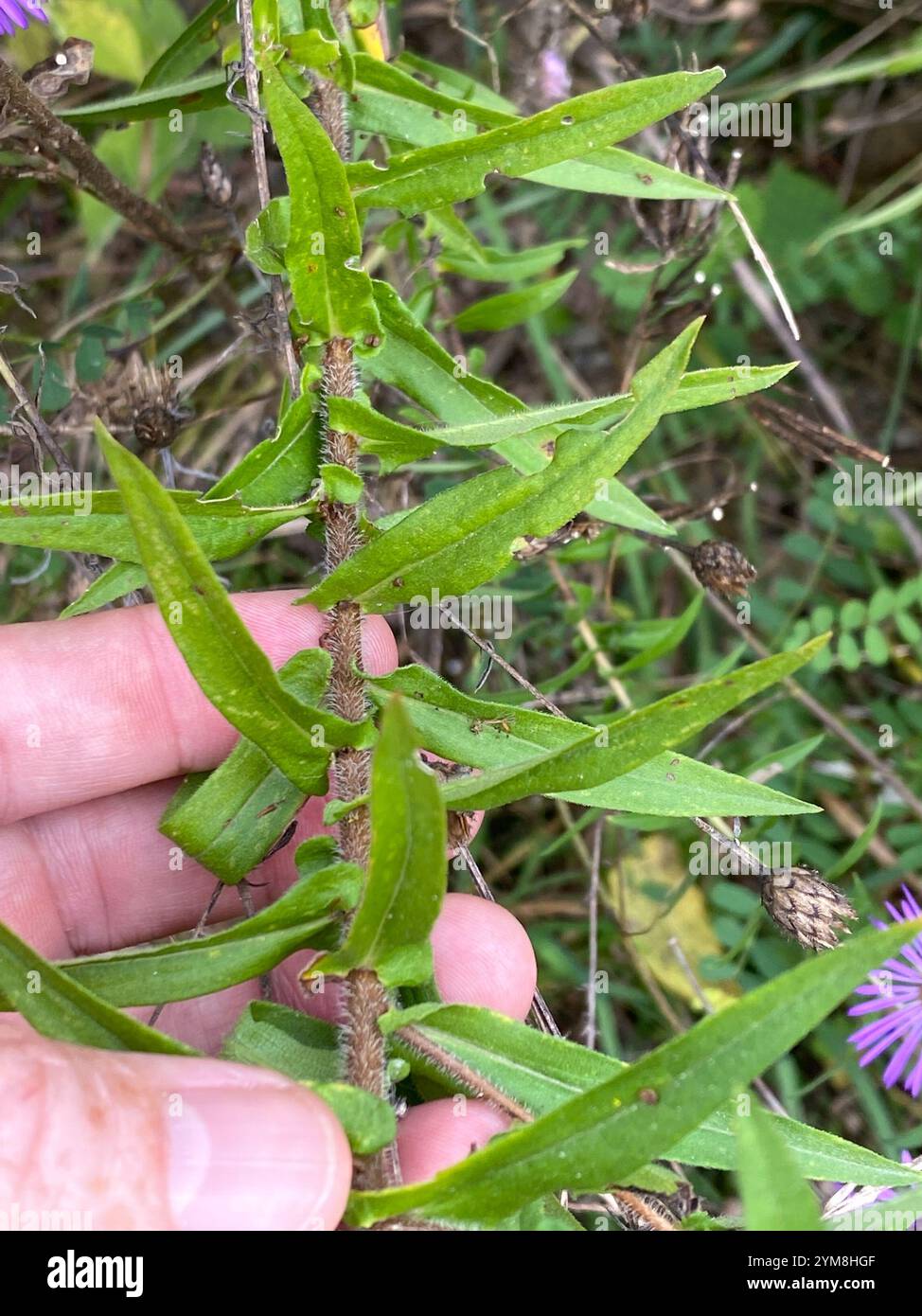 New England aster (Symphyotrichum novae-angliae Stock Photo - Alamy