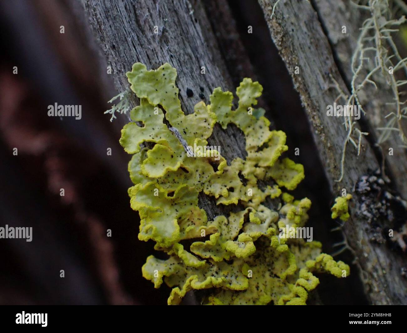 Powdered Sunshine Lichen (Vulpicida pinastri Stock Photo - Alamy