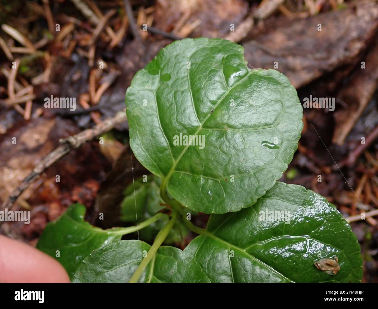 one-sided wintergreen (Orthilia secunda Stock Photo - Alamy