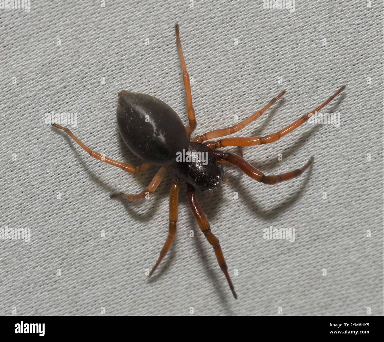 Trachelas tranquillus hi-res stock photography and images - Alamy