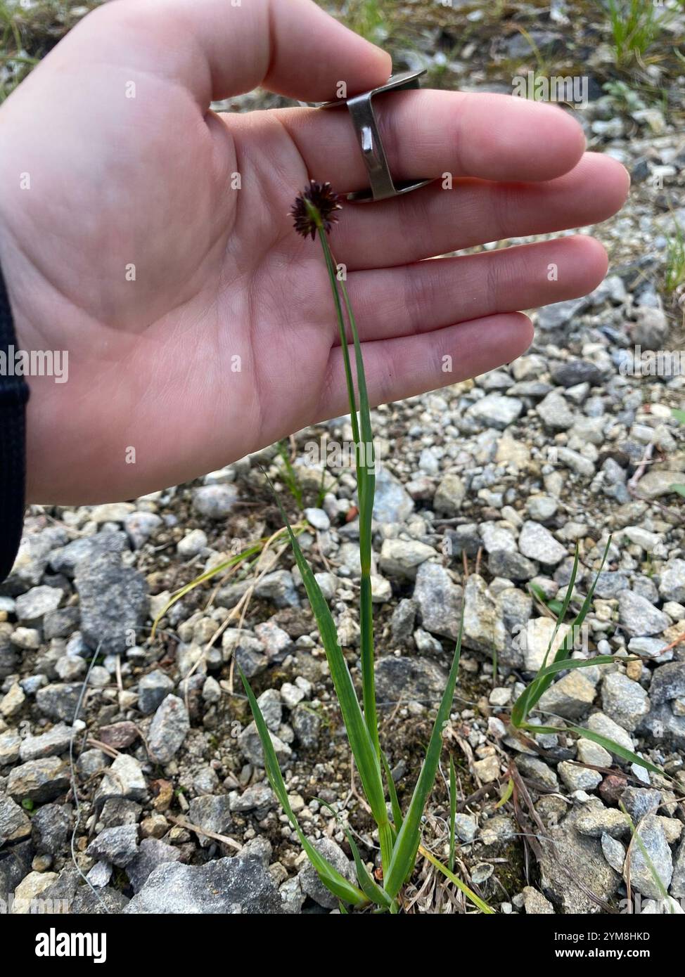 dagger rush (Juncus ensifolius Stock Photo - Alamy