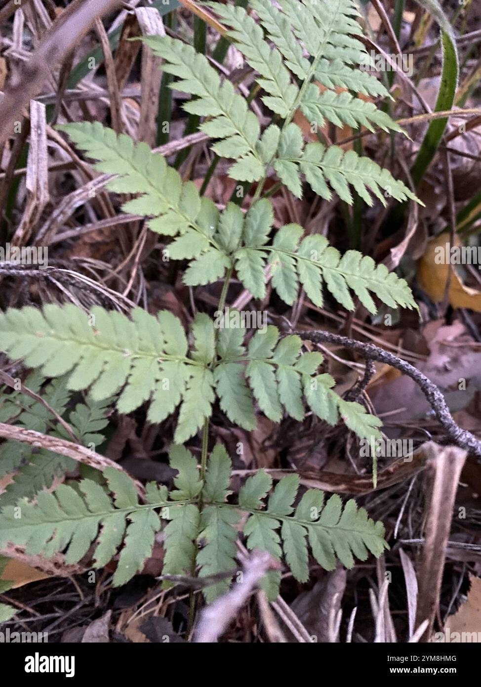 spinulose wood fern (Dryopteris carthusiana Stock Photo - Alamy