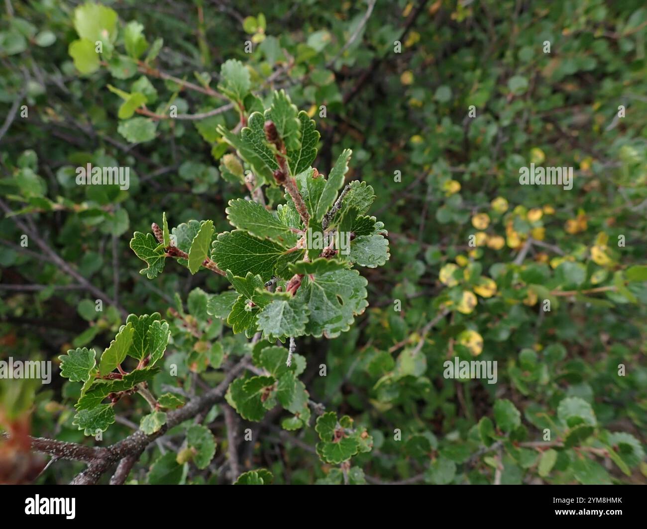 dwarf resin birch (Betula glandulosa Stock Photo - Alamy