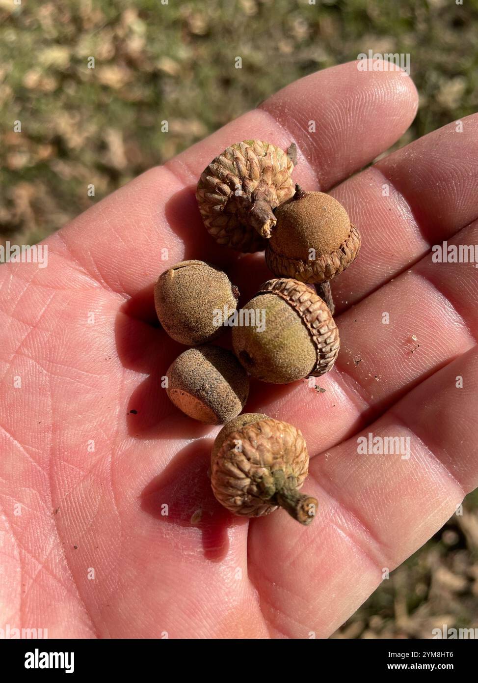 southern red oak (Quercus falcata Stock Photo - Alamy