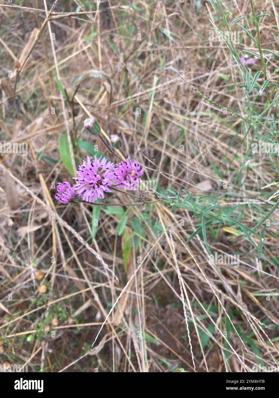 Texas palafox (Palafoxia texana Stock Photo - Alamy
