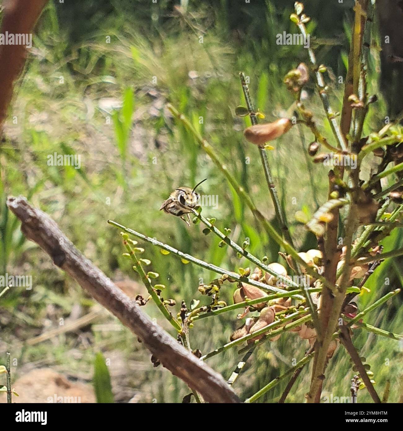 Plasterer Bees (Colletidae Stock Photo - Alamy