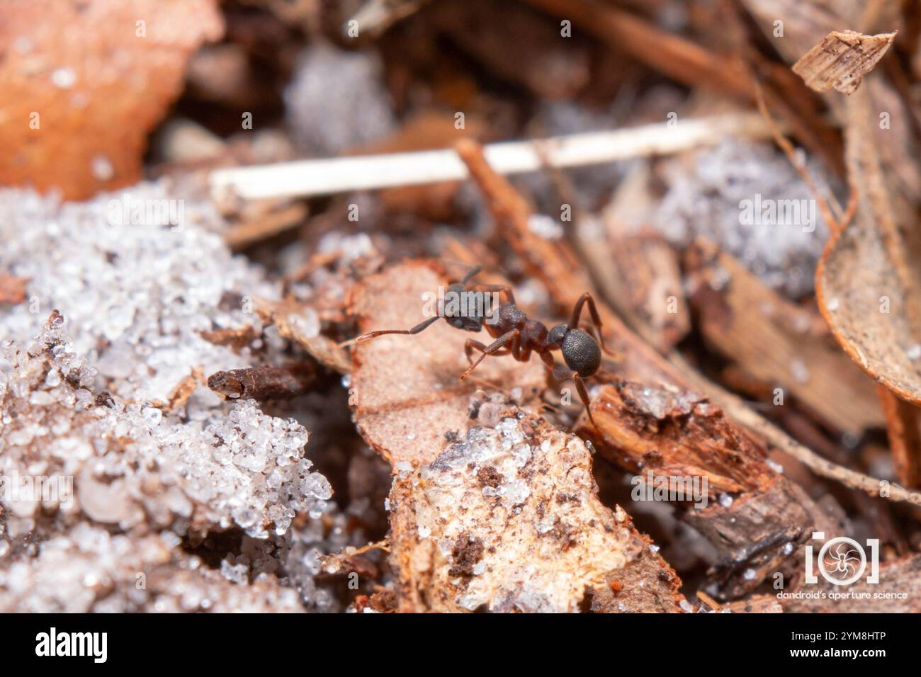Rimose Fungus-farming Ant (Cyphomyrmex rimosus Stock Photo - Alamy