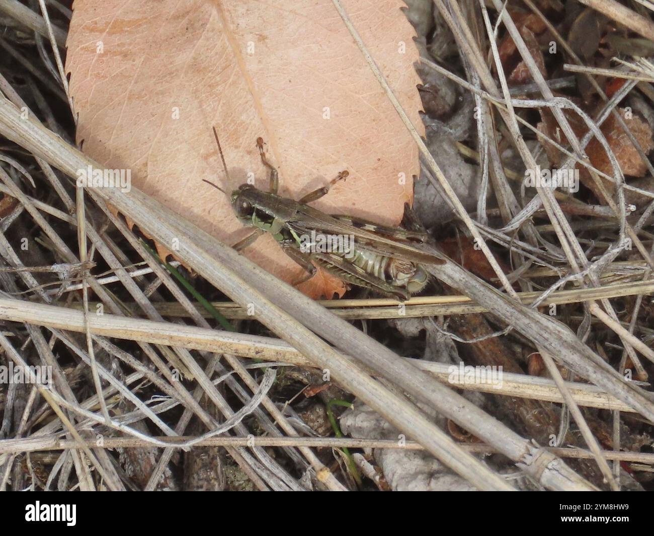 Red-legged Grasshopper (Melanoplus femurrubrum Stock Photo - Alamy