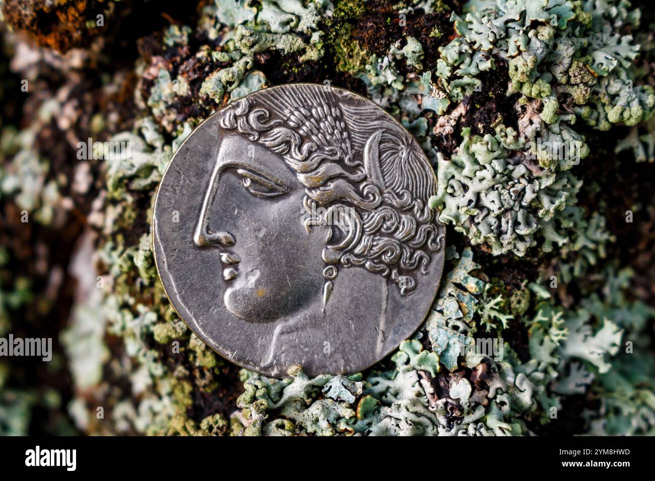 Replica of ancient Greek drachma coin lying on lichen, face of ancient ...