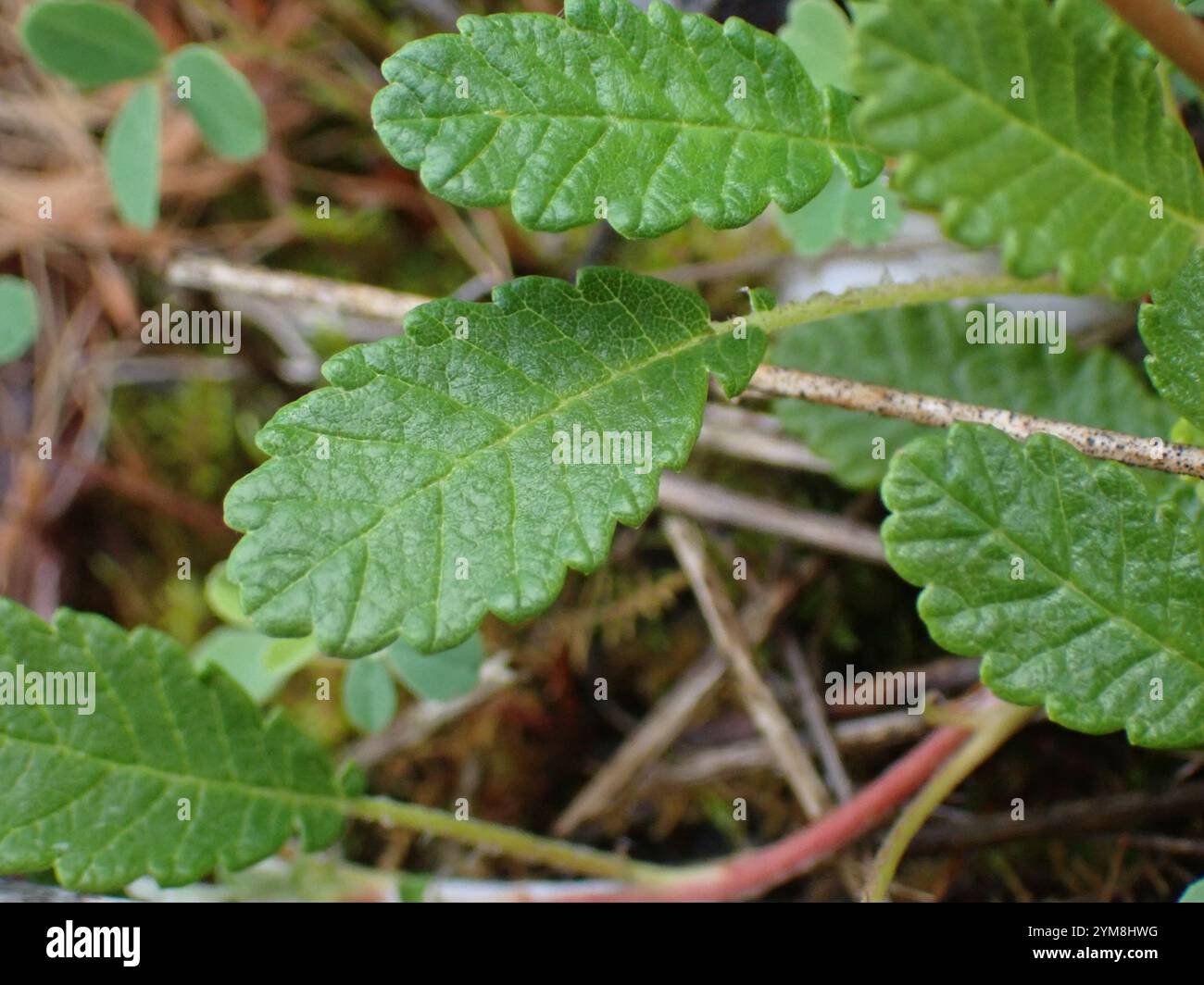 Yellow Mountain-avens (Dryas drummondii Stock Photo - Alamy