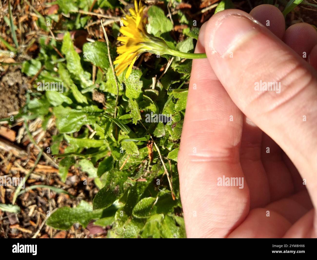 Common Cat's-ear (Hypochaeris radicata Stock Photo - Alamy