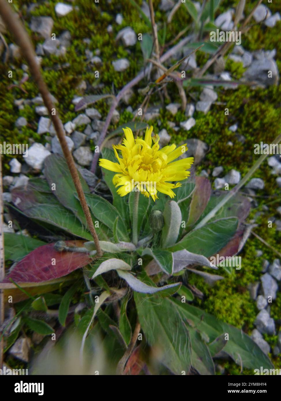 mouse-eared hawkweed (Pilosella officinarum Stock Photo - Alamy