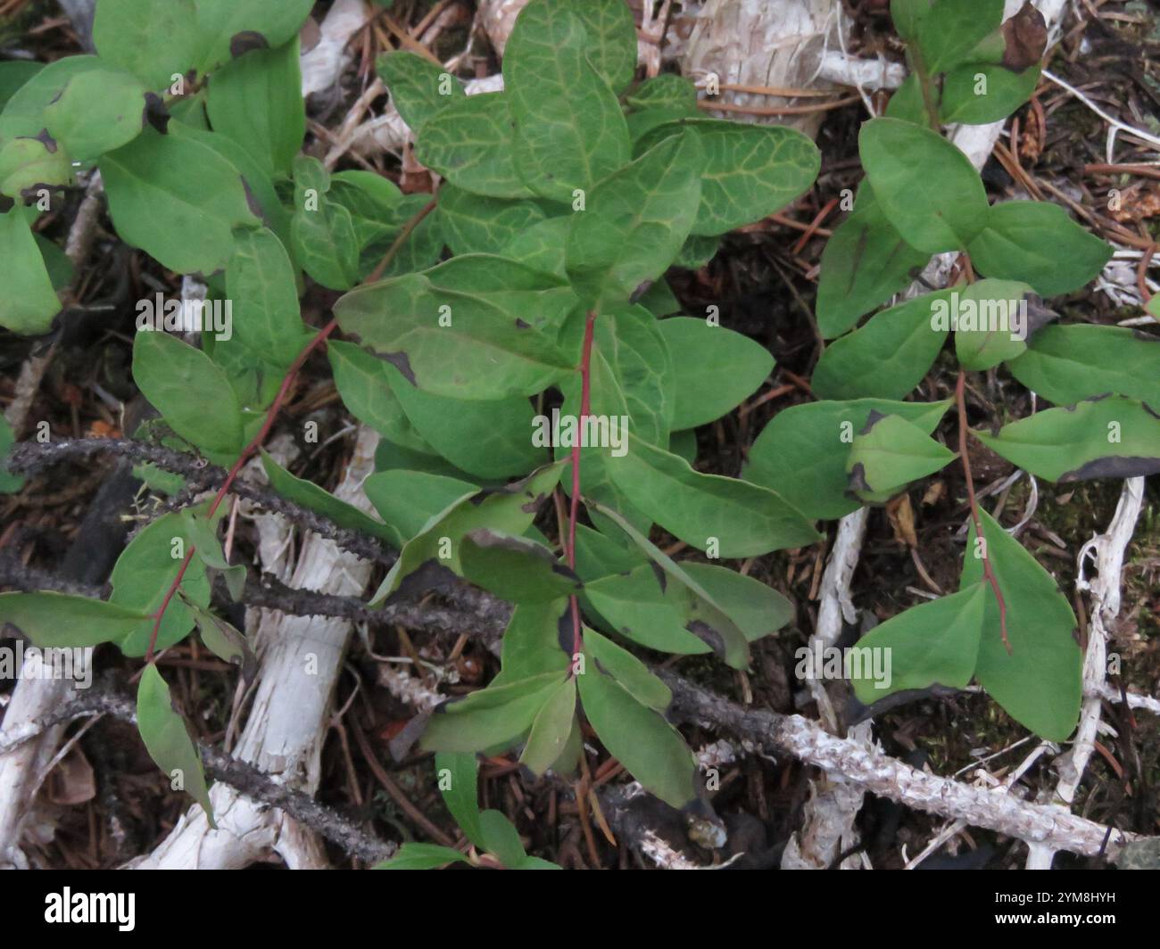 Northern Comandra (Geocaulon lividum Stock Photo - Alamy