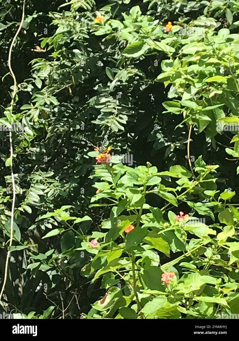 Common Mime Swallowtail (Papilio clytia Stock Photo - Alamy