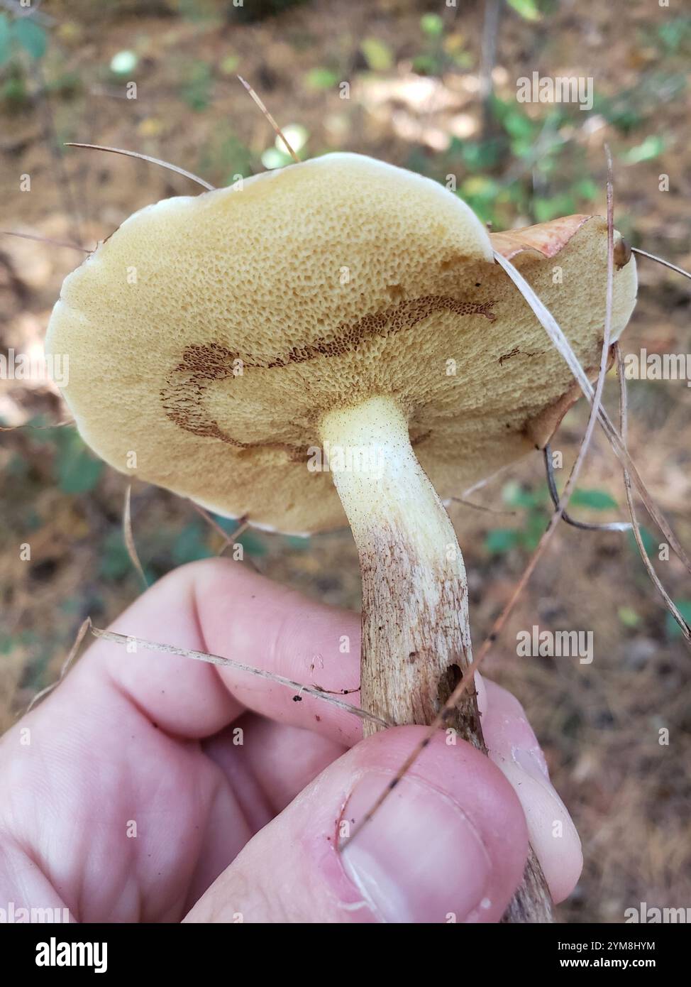 Butterball (Suillus weaverae Stock Photo - Alamy
