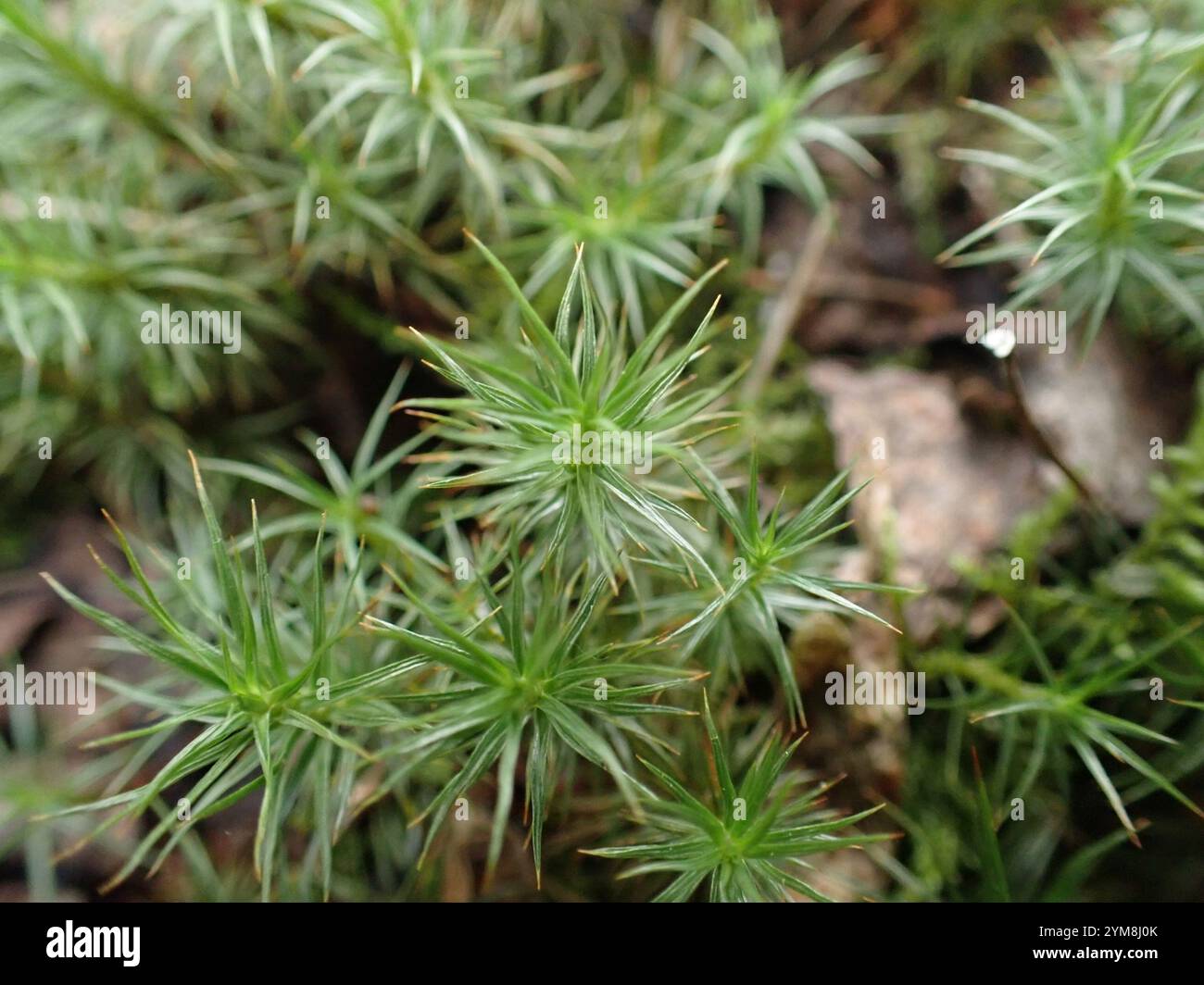 juniper haircap moss (Polytrichum juniperinum Stock Photo - Alamy