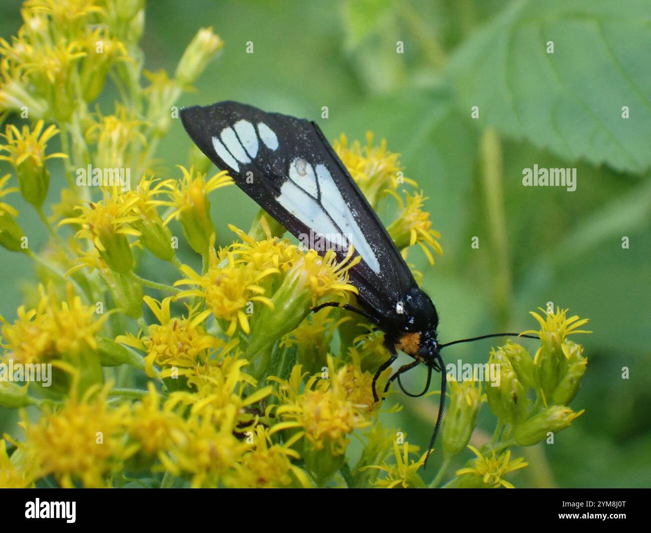 Police Car Moth (Gnophaela vermiculata Stock Photo - Alamy