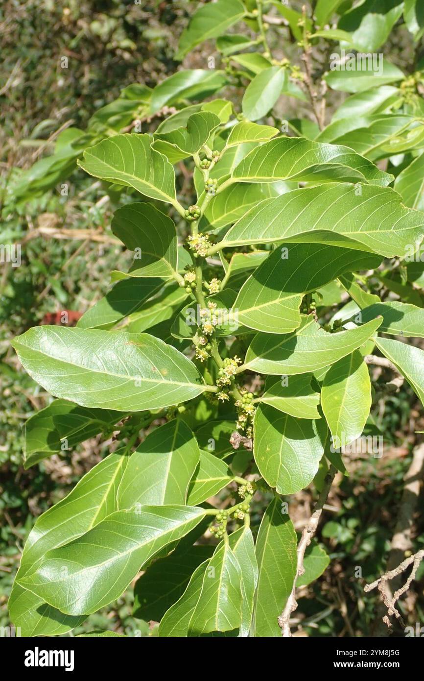 Bridelia micrantha hi-res stock photography and images - Alamy