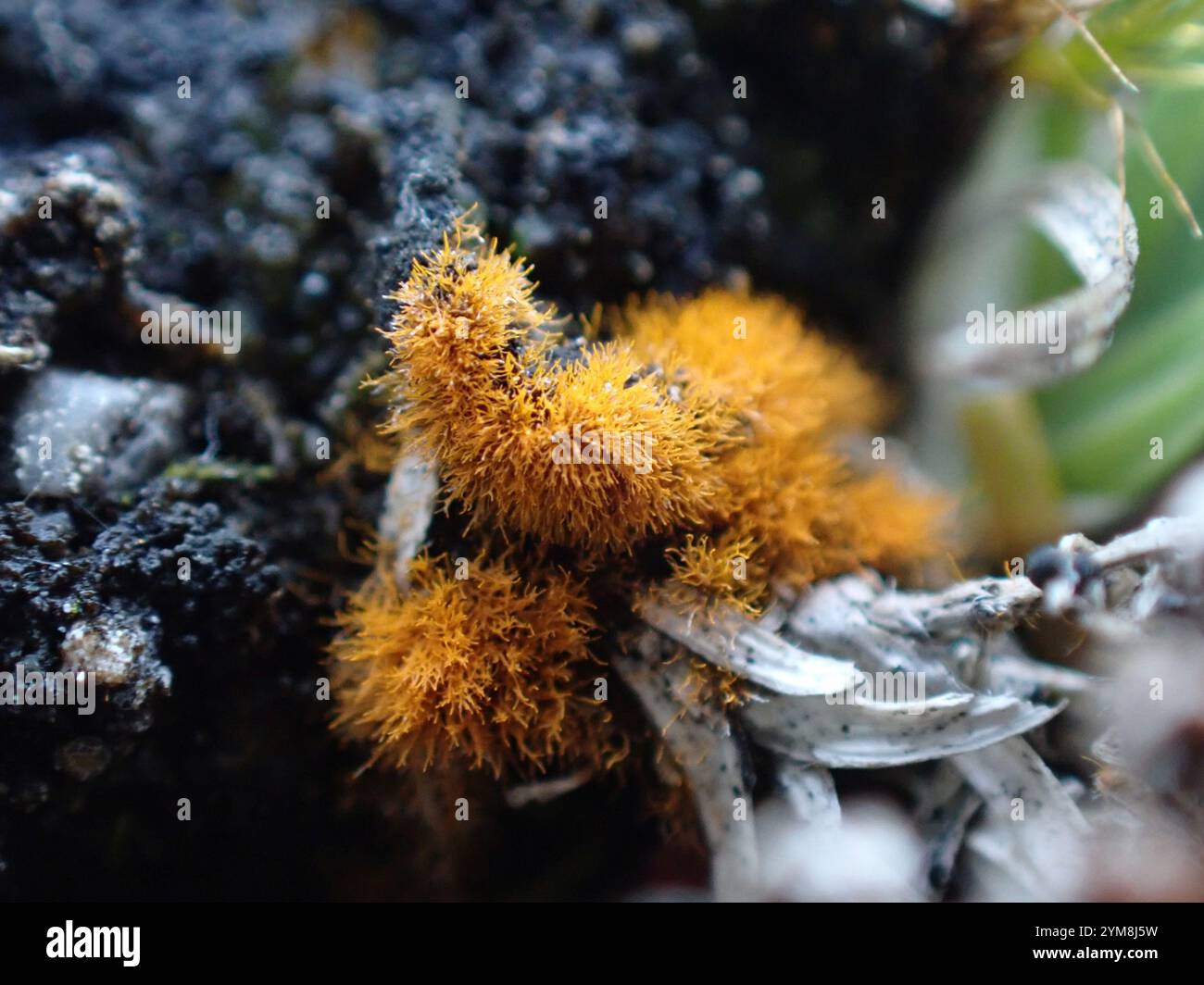 orange terrestrial algae (Trentepohliaceae Stock Photo - Alamy