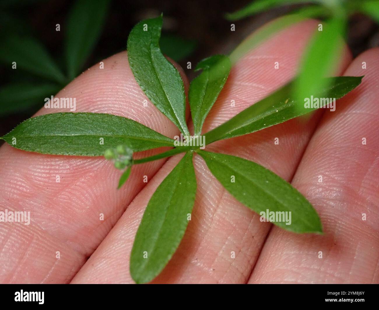 fragrant bedstraw (Galium triflorum Stock Photo - Alamy