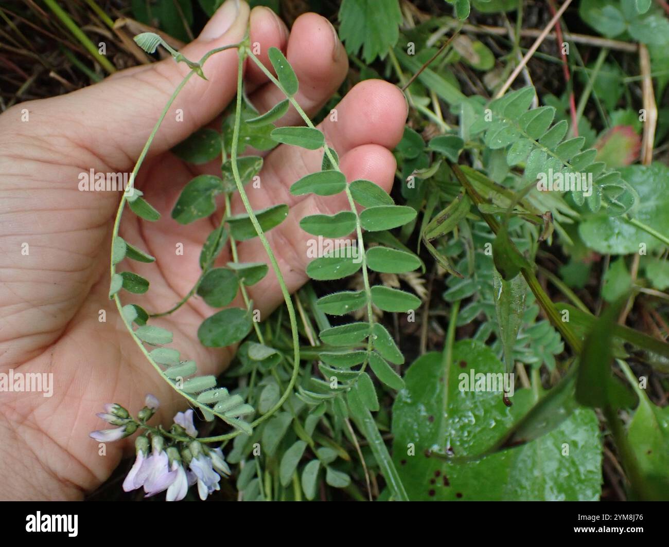 Alpine Milkvetch (Astragalus alpinus Stock Photo - Alamy