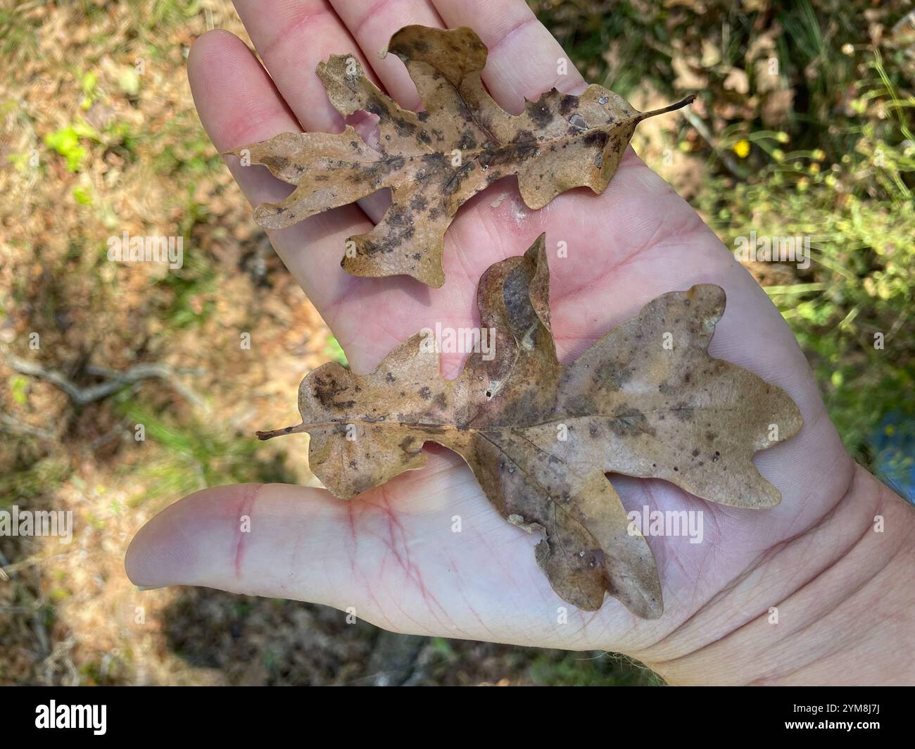 sand post oak (Quercus margaretiae Stock Photo - Alamy