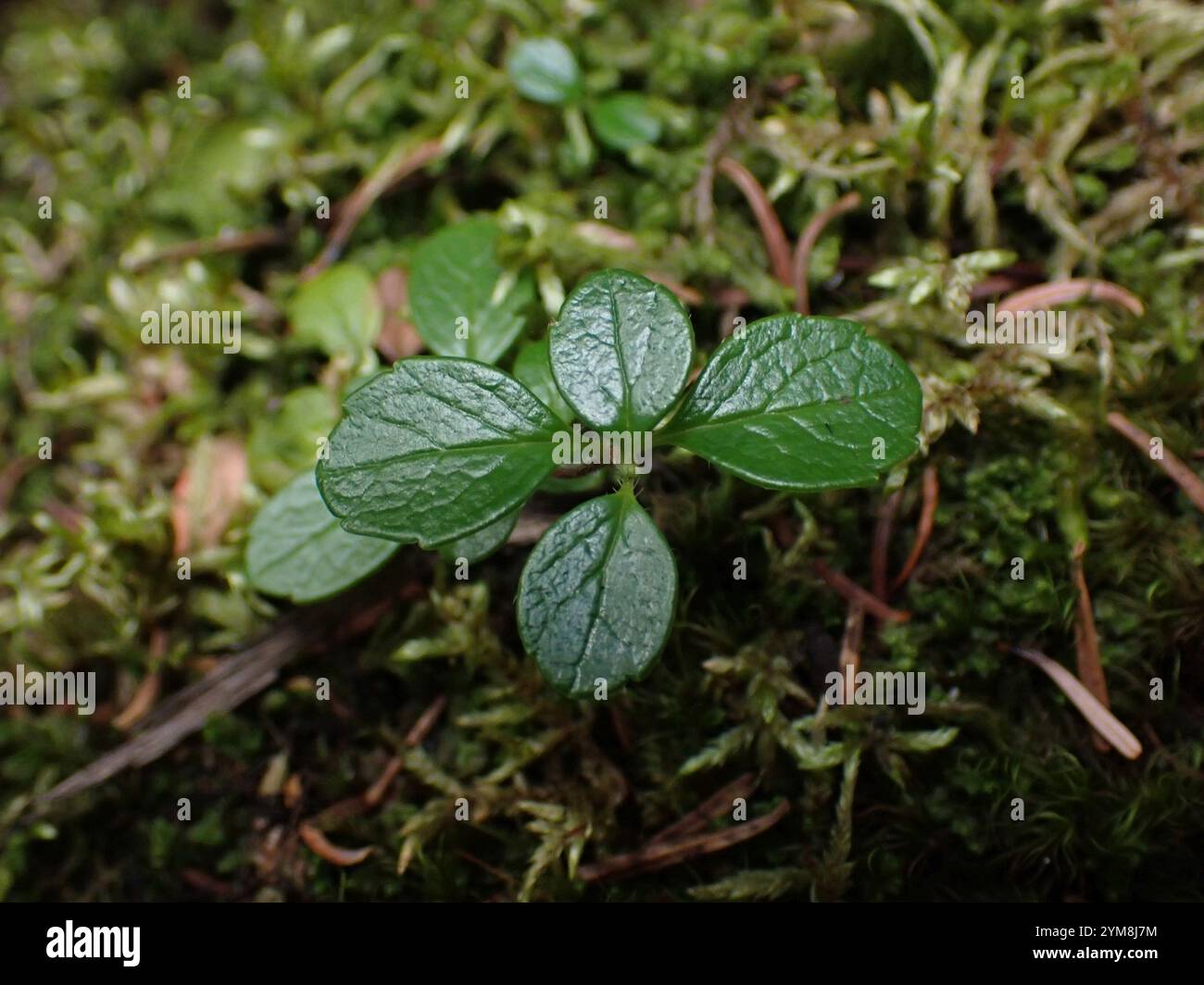 Twinflower (Linnaea borealis Stock Photo - Alamy