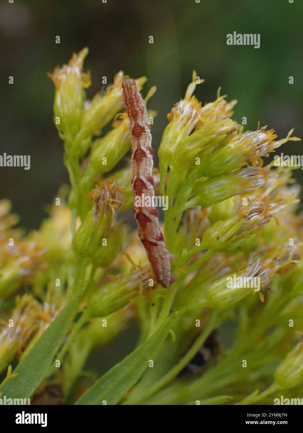 Geometer Moths (Geometridae Stock Photo - Alamy