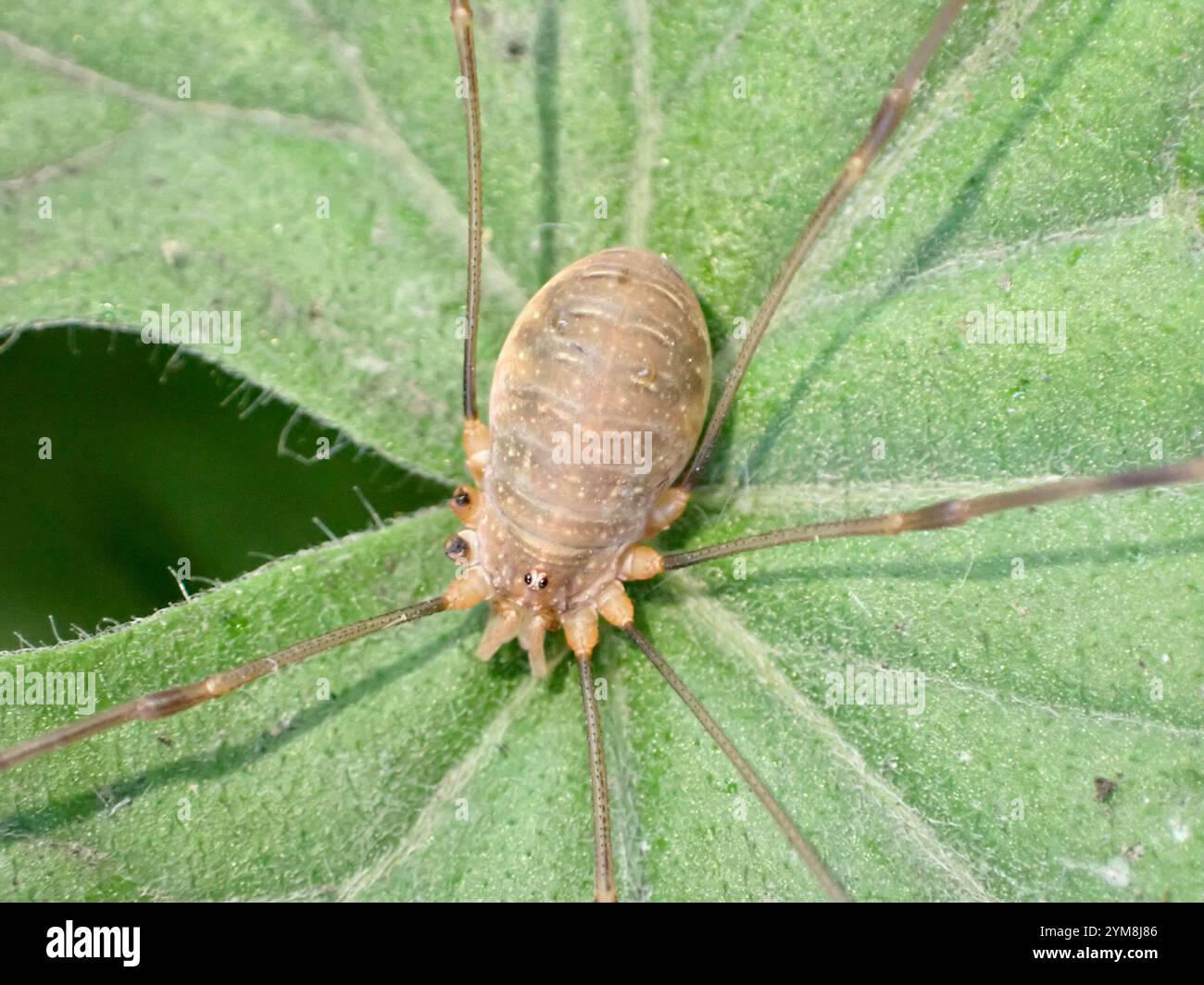 Opilio canestrinii hi-res stock photography and images - Alamy