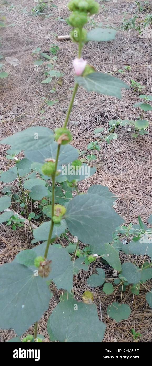 Caesar weed (Urena lobata Stock Photo - Alamy
