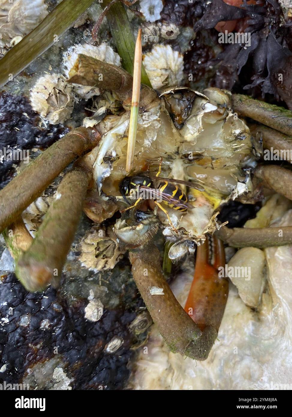 Alaska Yellowjacket (Vespula alascensis Stock Photo - Alamy